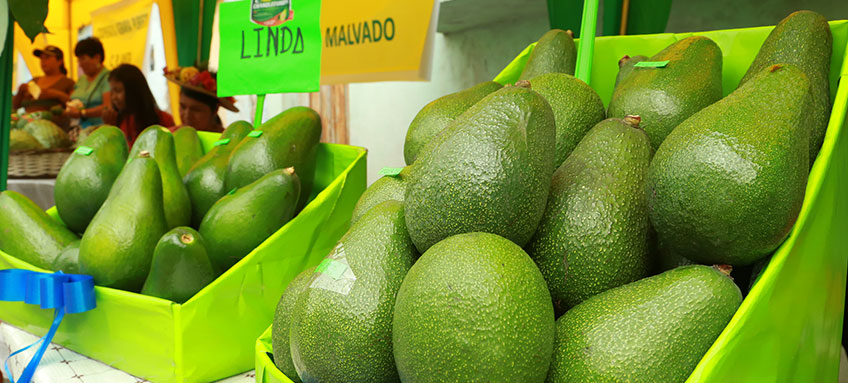 Chasquitambo Áncash: X Festival de la Palta y IV Feria Gastronómica