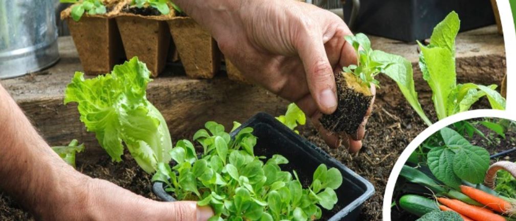 Huarmey: instalación de biohuertos para mejorar la seguridad alimentaria