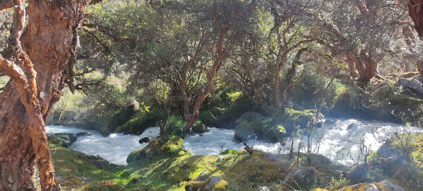 Día Internacional de los Bosques: Bosques de quenuales, especie ...